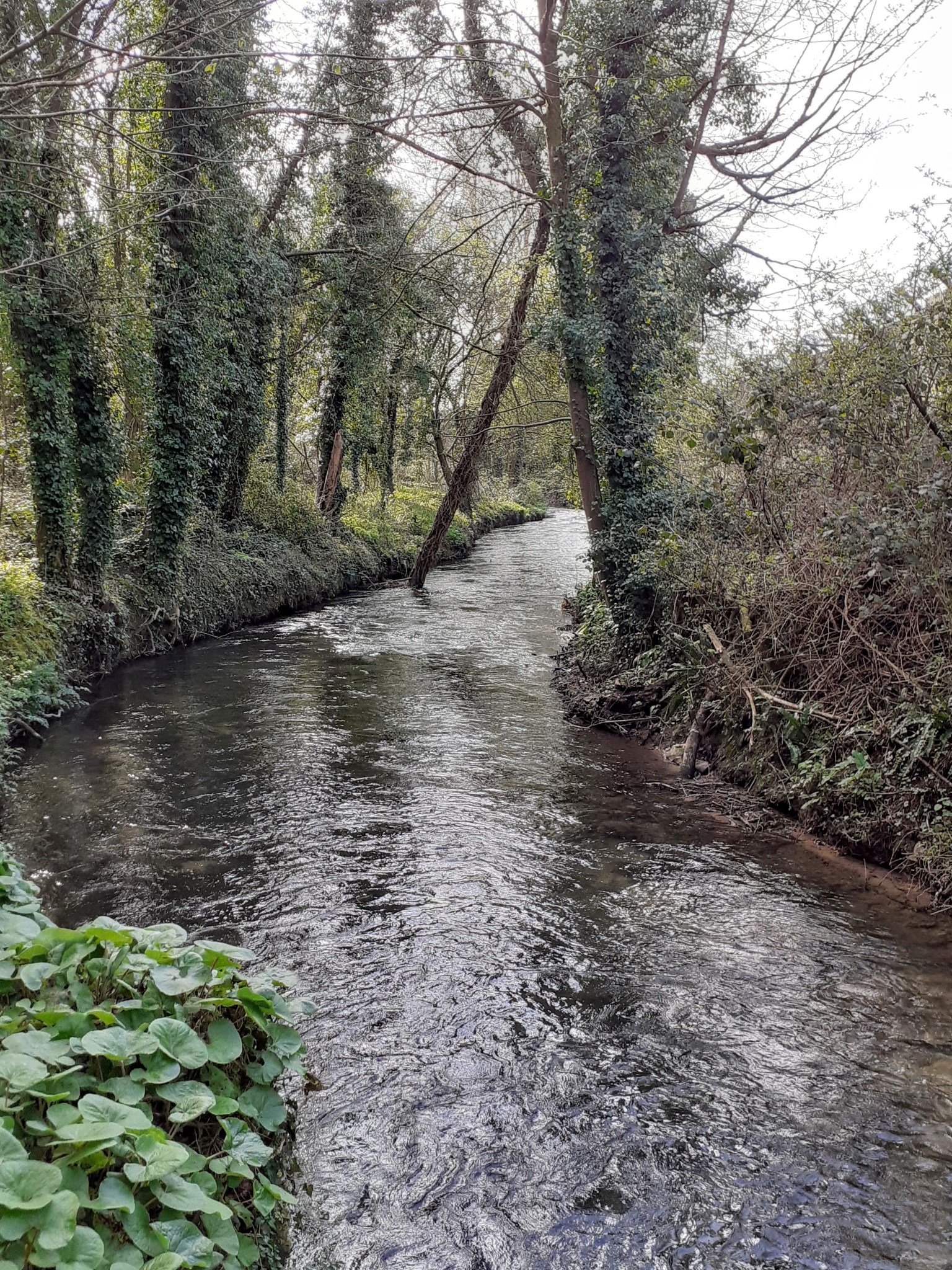 SILENT SITTING MEDITATION | Contemplative Inquiry