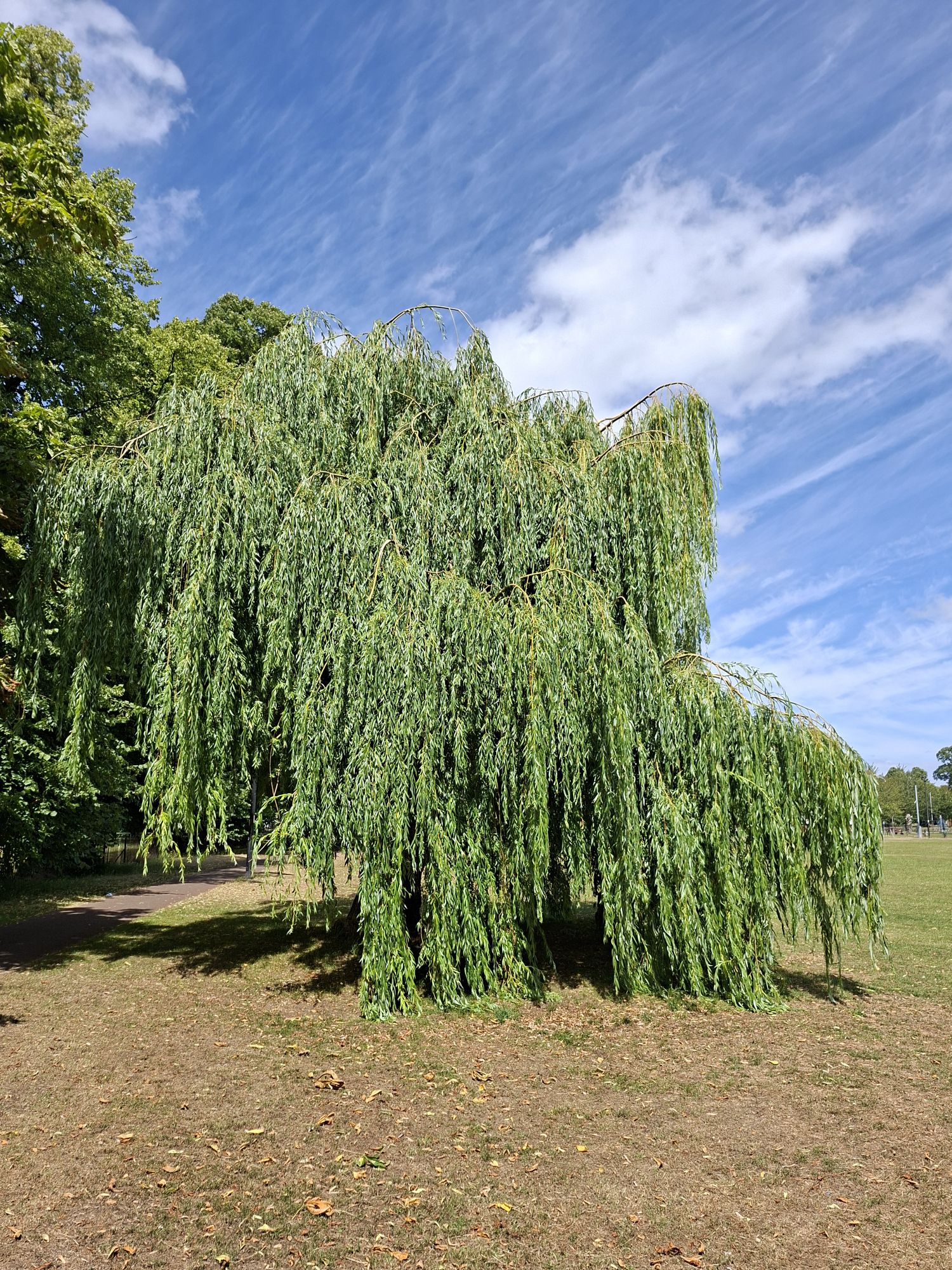 A WILLOW OFFERS SHADE | Contemplative Inquiry